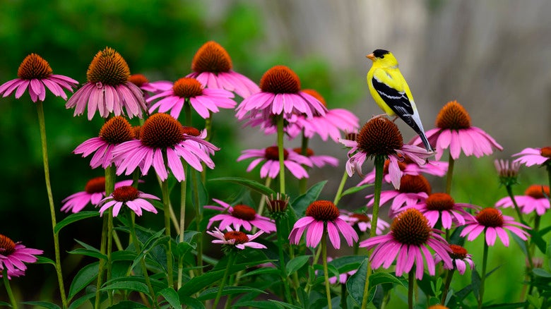 Bird Lovers Wildflower Seed Mix | RC SWCD Conservation Store