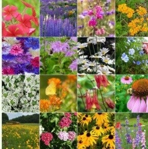 Moist Area Wildflower Seed Mix | RC SWCD Conservation Store